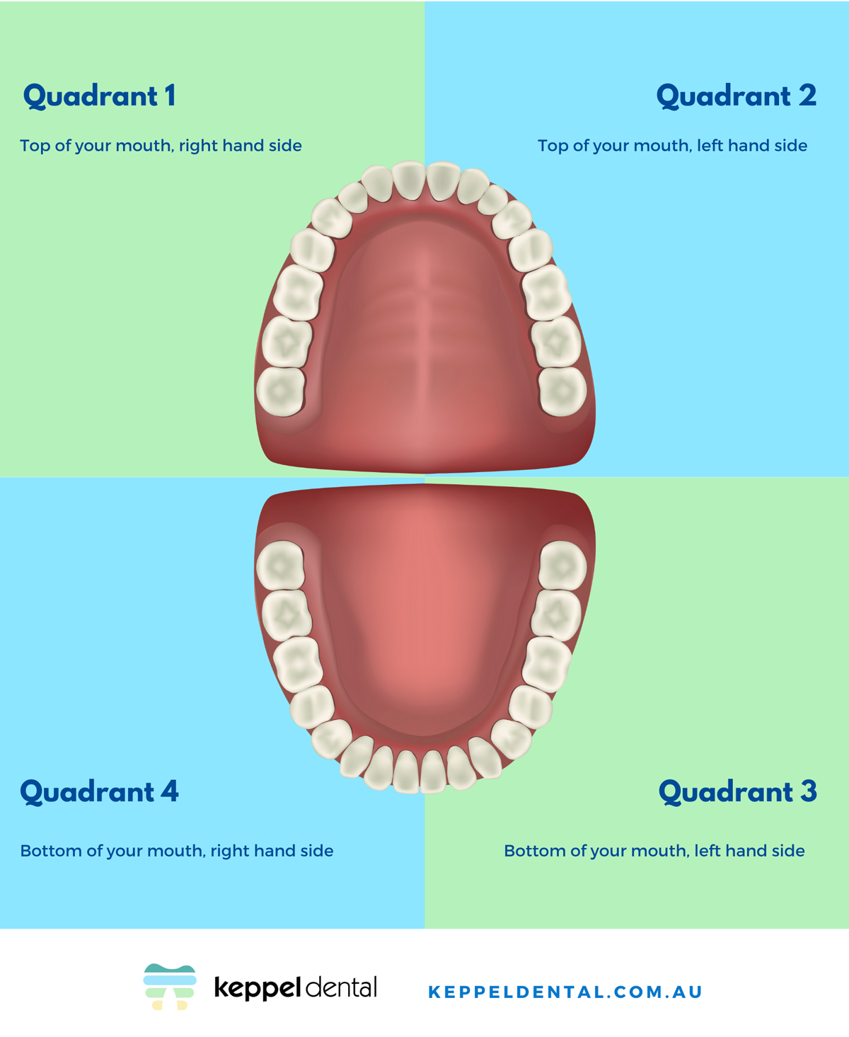 How Dentists Number Teeth. A Patient’s Guide to Dental Notation